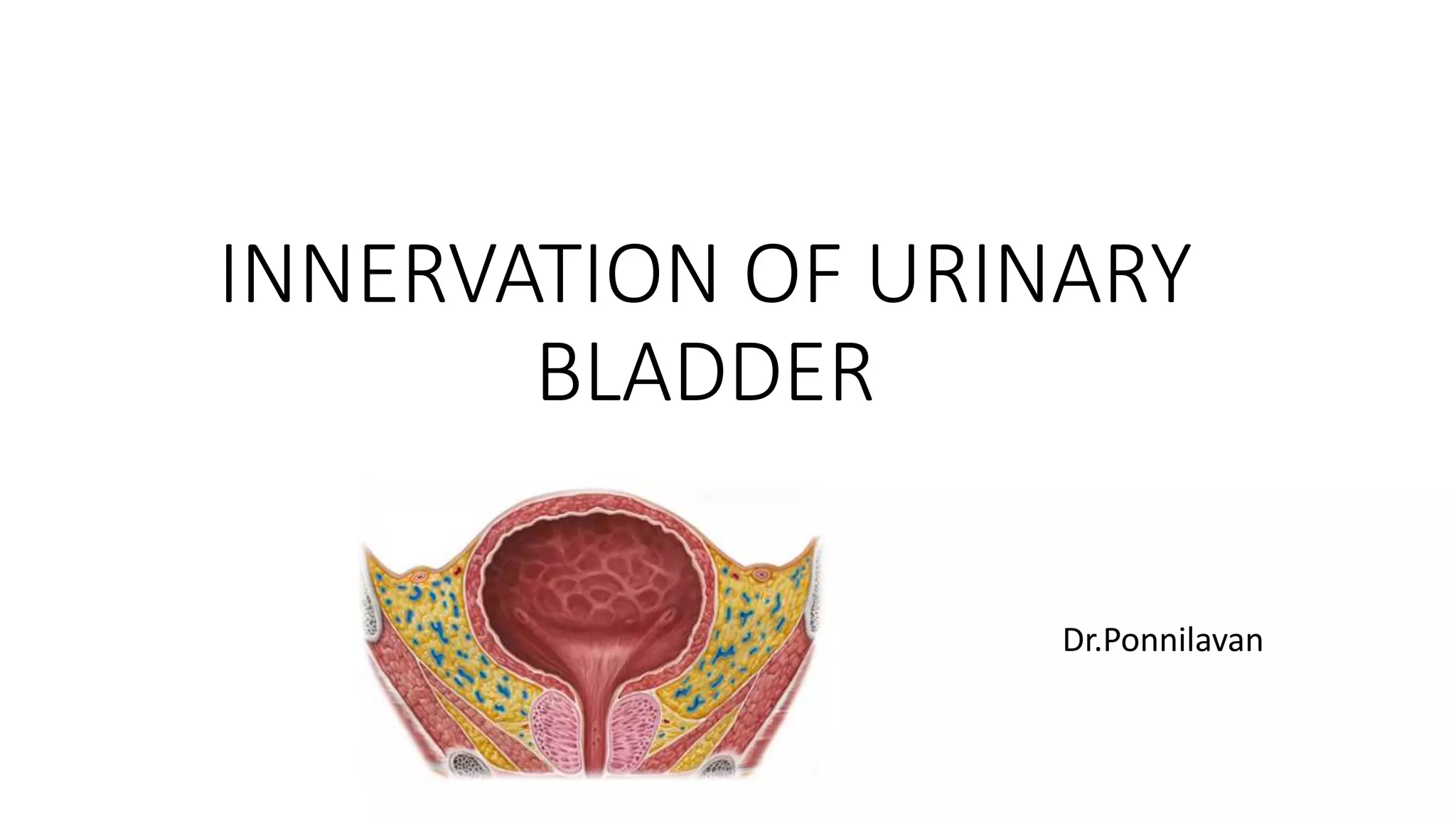 Bladder innervation | PPTX