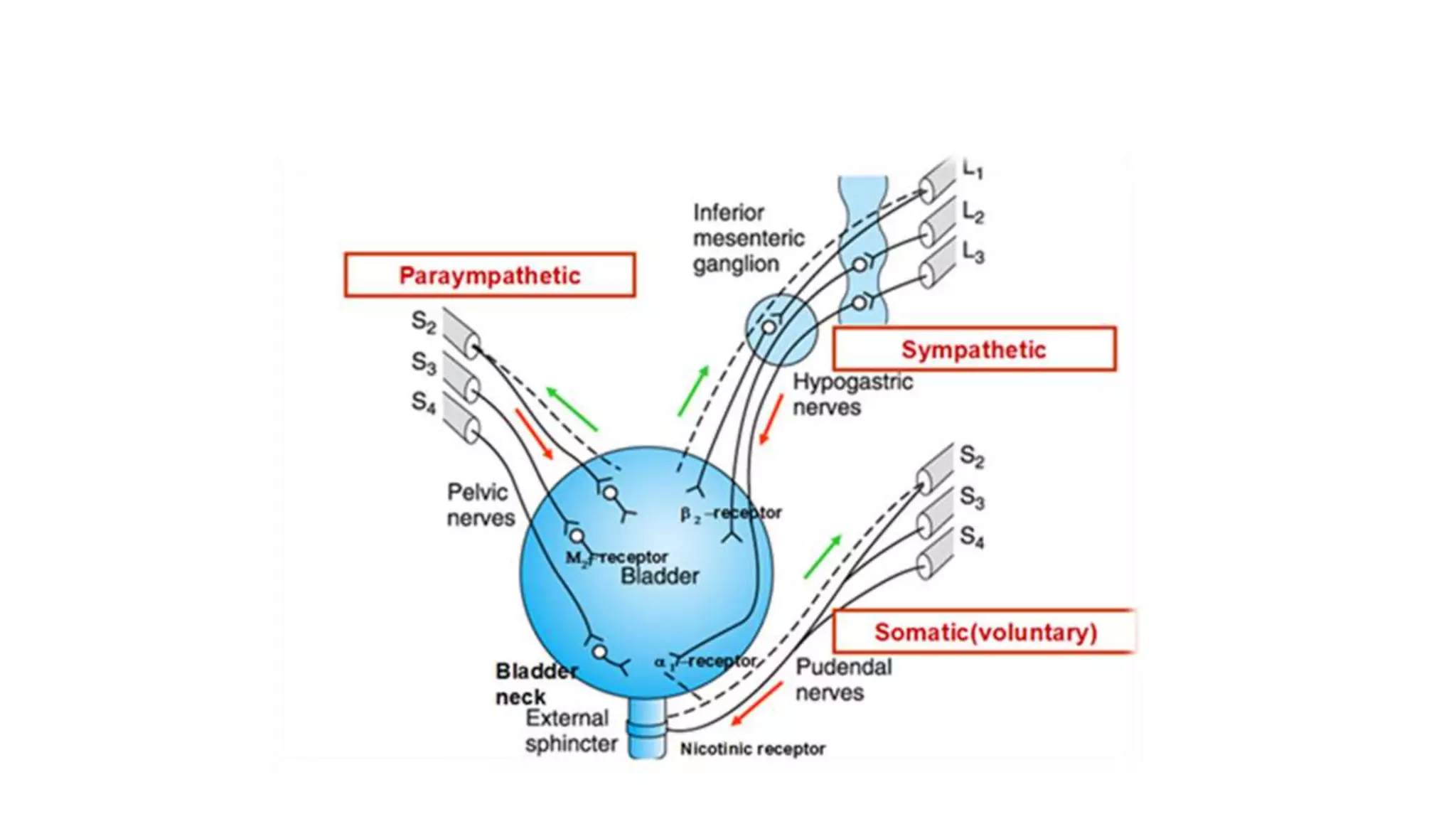 Bladder innervation | PPTX