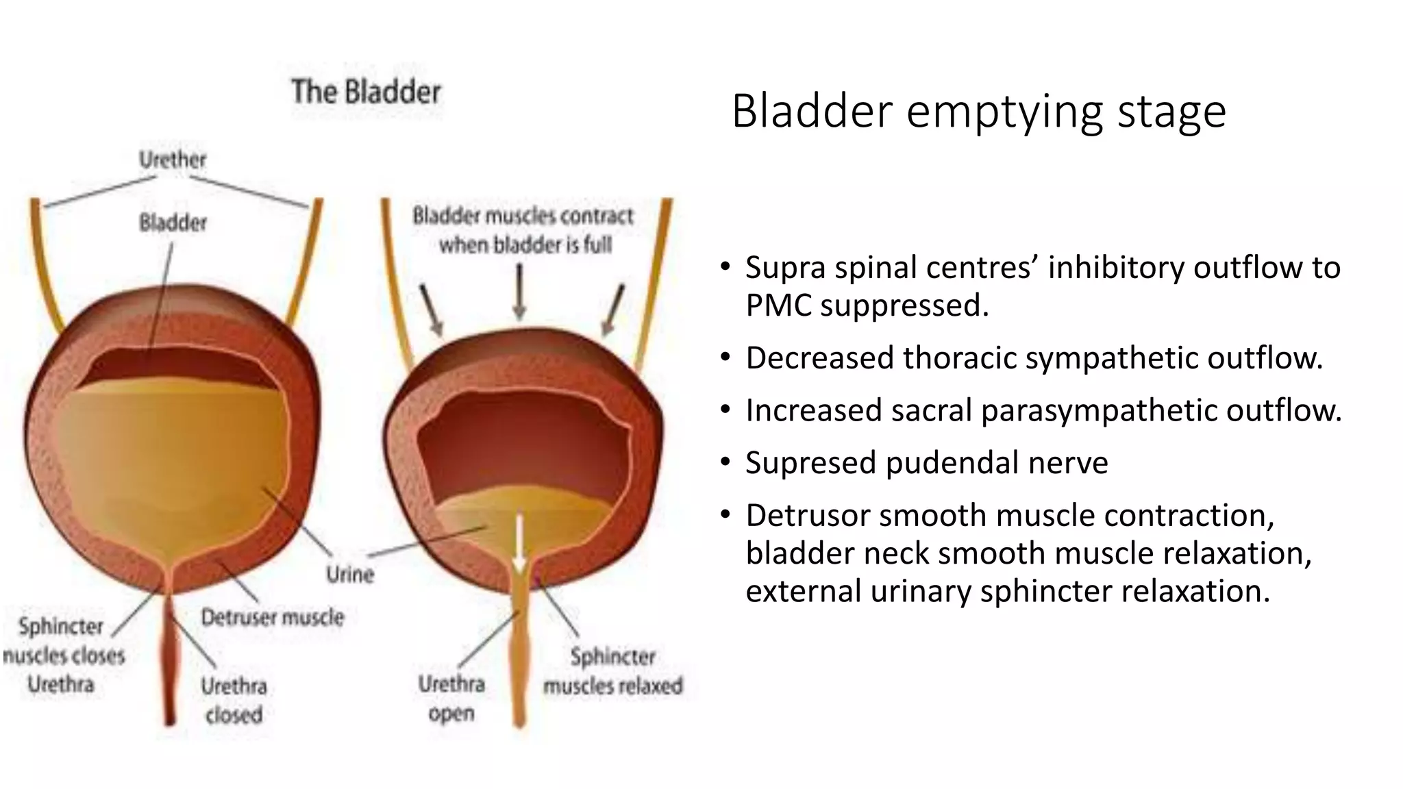 Bladder innervation | PPTX