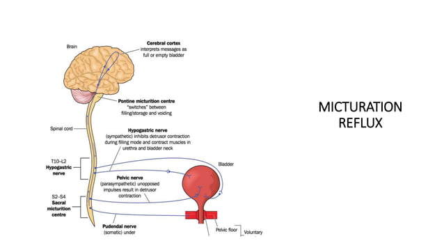 Bladder innervation | PPTX