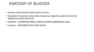 Bladder innervation | PPTX