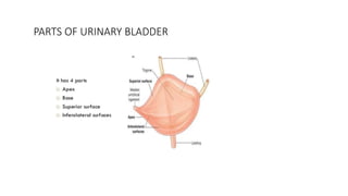 Bladder innervation | PPTX