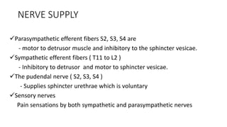Bladder innervation | PPTX