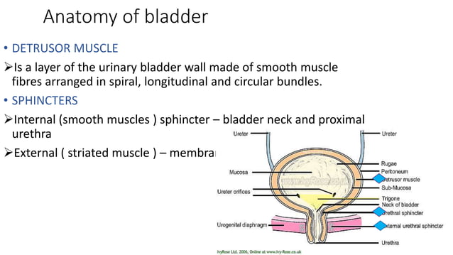 Bladder innervation | PPT