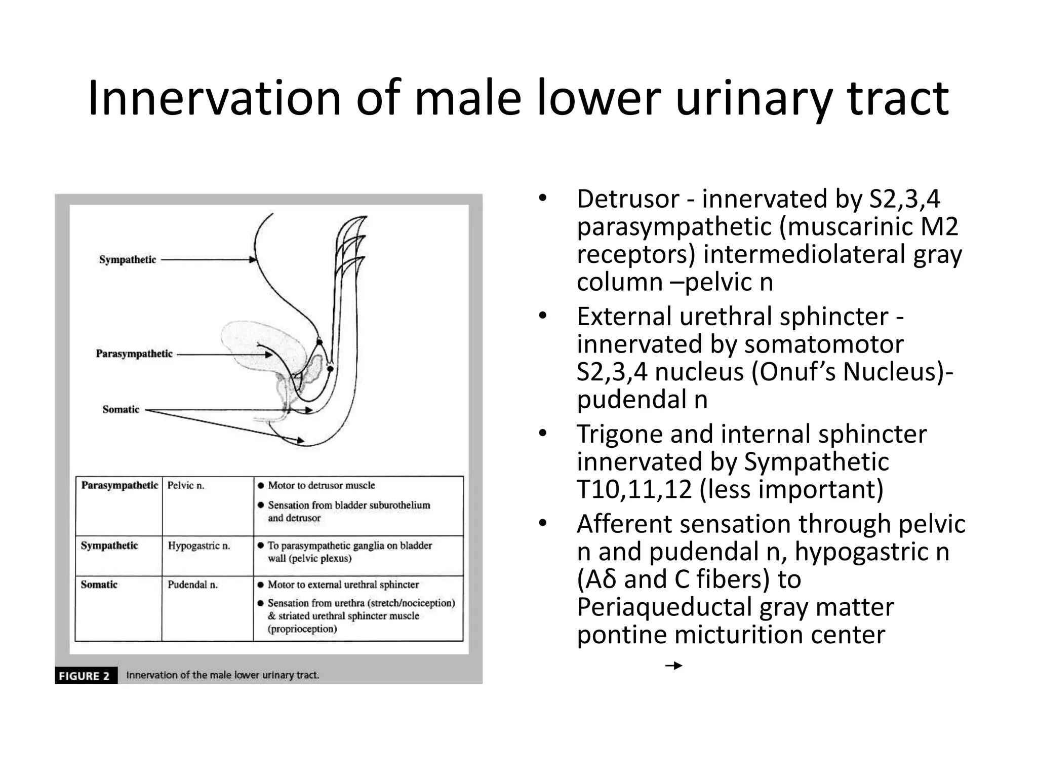 Bladder Innervation and Neurogenic Bladder.pptx
