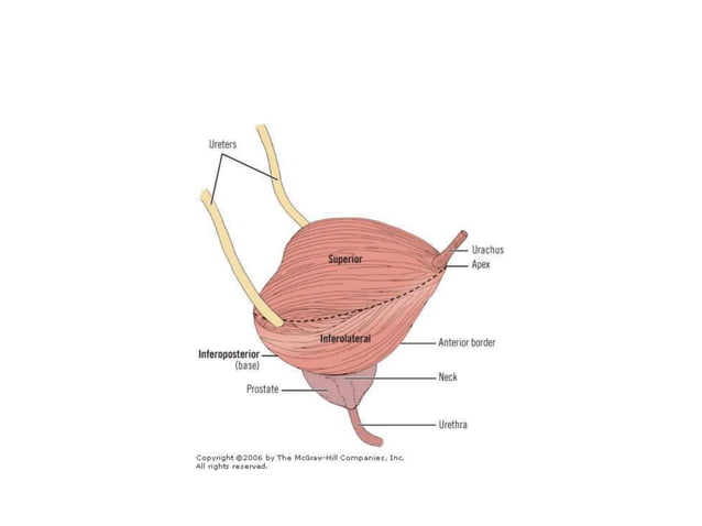 Bladder Innervation and Neurogenic Bladder.pptx