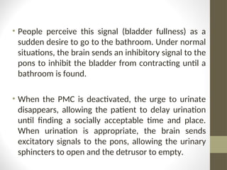 BLADDER INNERVATION,nerve supply power point | PPT
