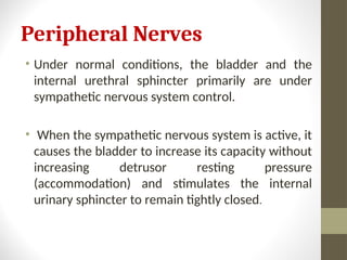 BLADDER INNERVATION,nerve supply power point | PPT