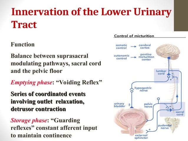 BLADDER INNERVATION,nerve supply power point | PPT