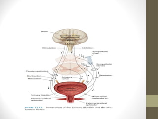 BLADDER INNERVATION,nerve supply power point | PPT