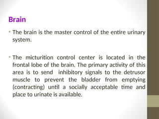 BLADDER INNERVATION,nerve supply power point | PPT