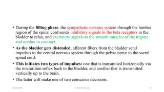 BLADDER INNERVATION nerve supply nervous | PPTX