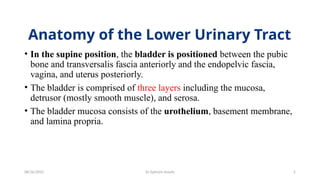 BLADDER INNERVATION nerve supply nervous | PPTX