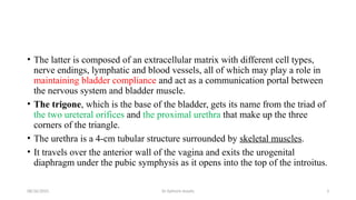 BLADDER INNERVATION nerve supply nervous | PPTX