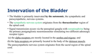 BLADDER INNERVATION nerve supply nervous | PPTX