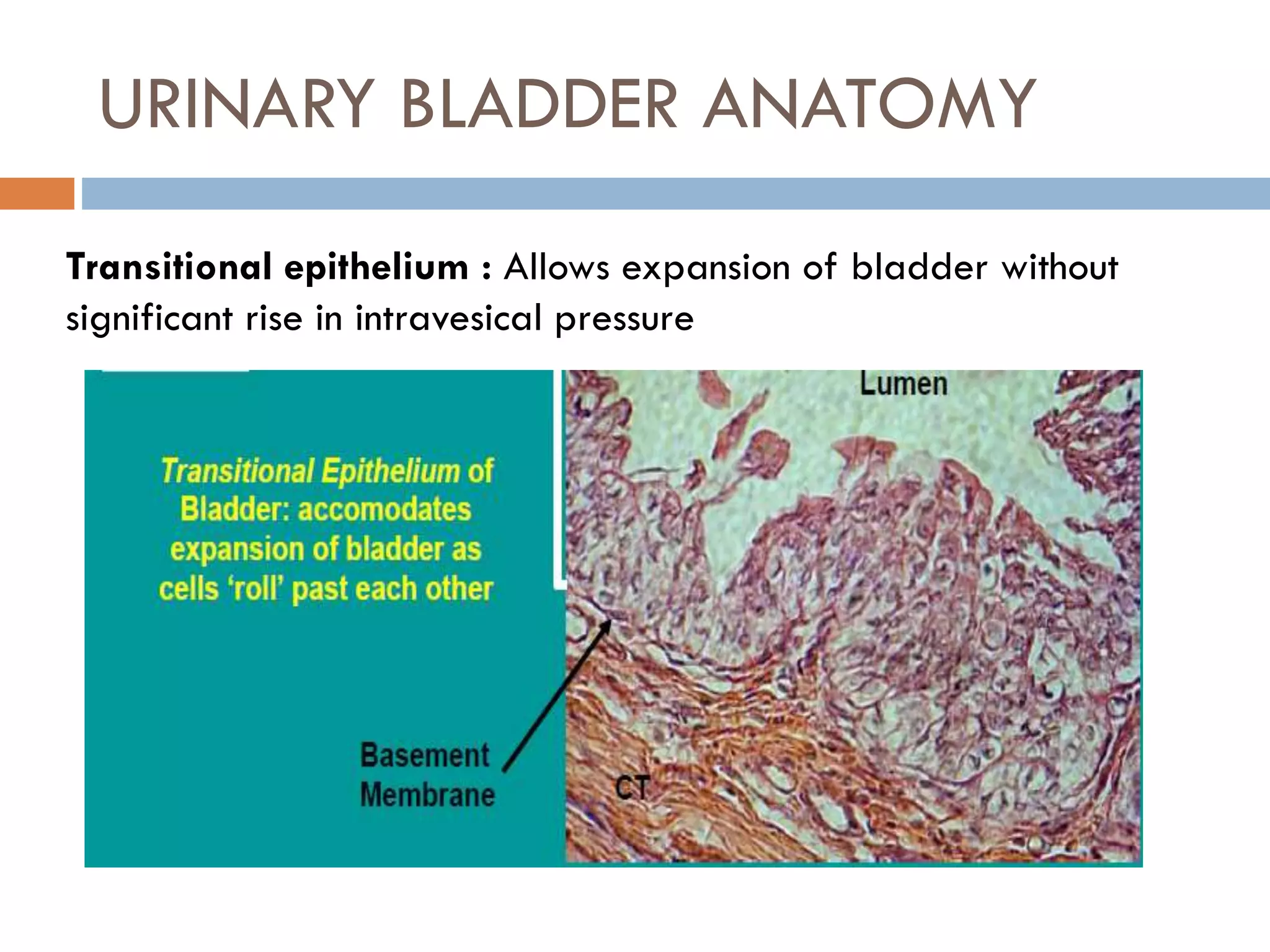 Bladder innervation, physiology of micturition | PPTX