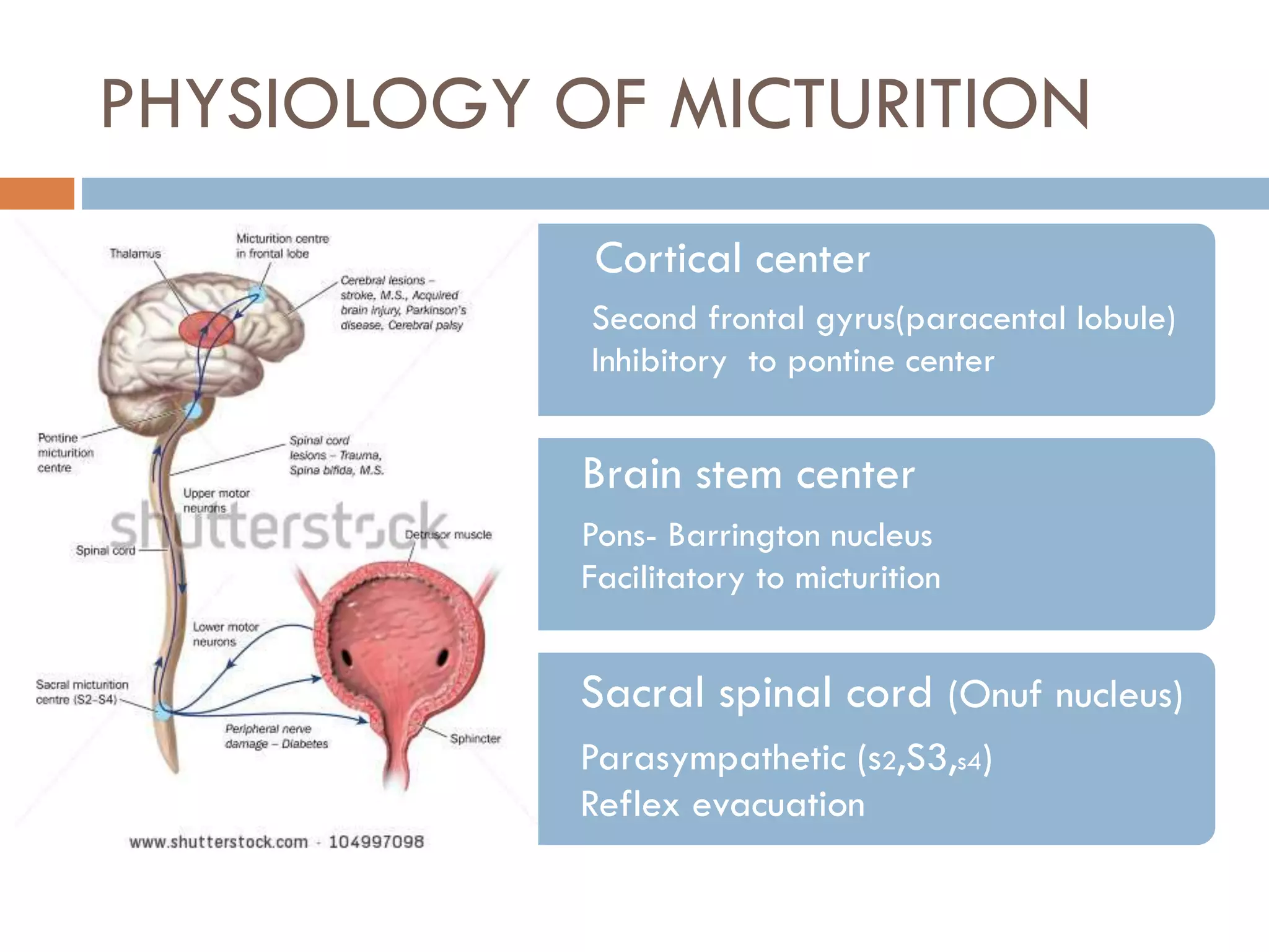 Bladder innervation, physiology of micturition | PPT