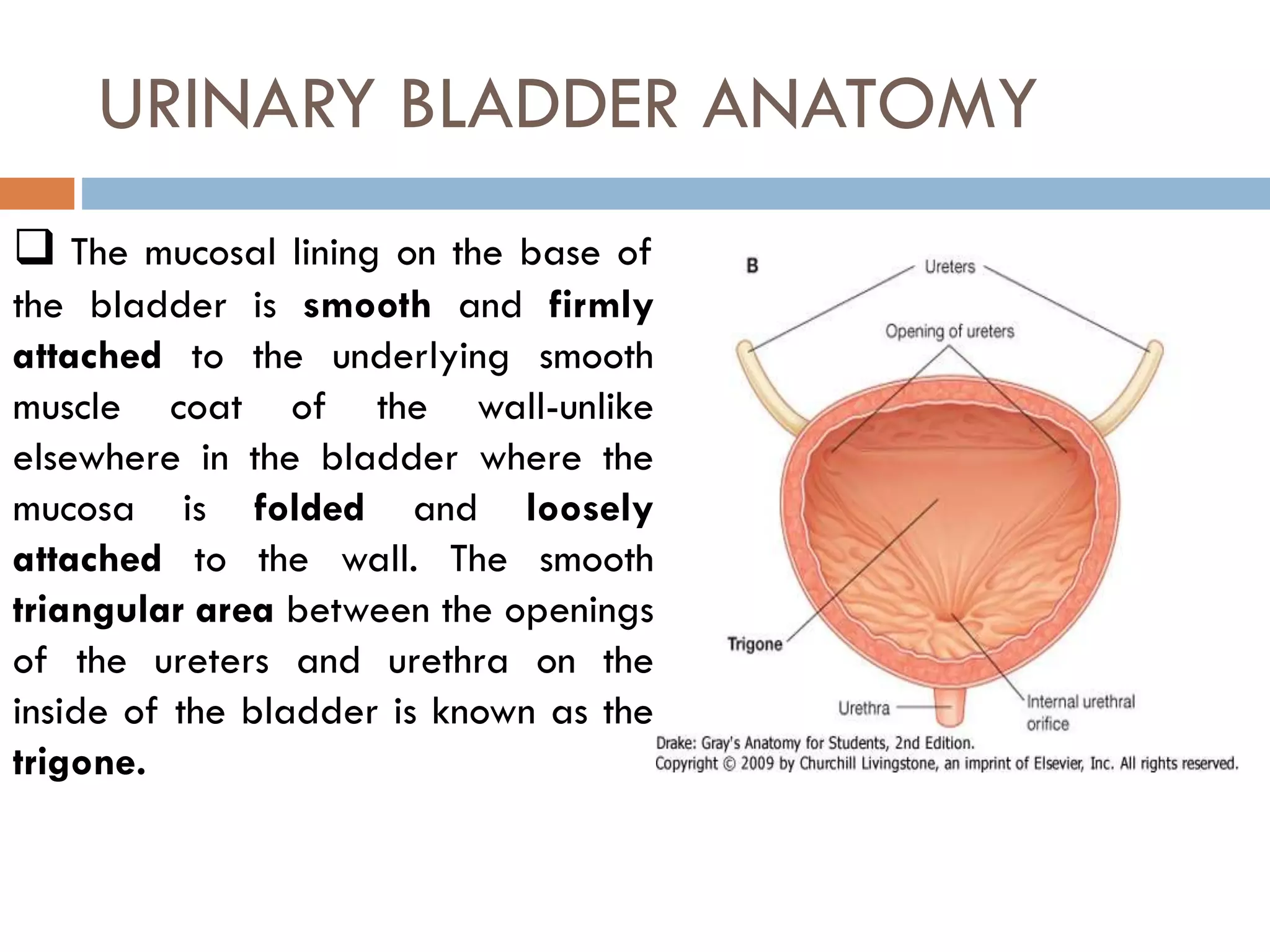 Bladder innervation, physiology of micturition | PPTX