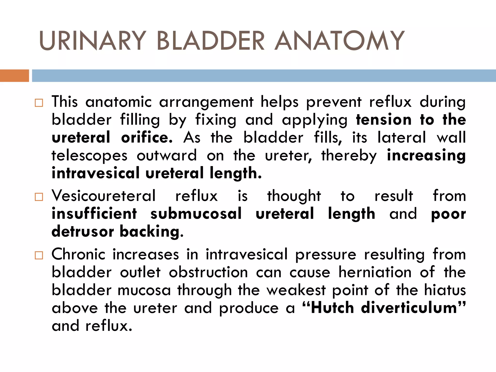 Bladder innervation, physiology of micturition | PPTX