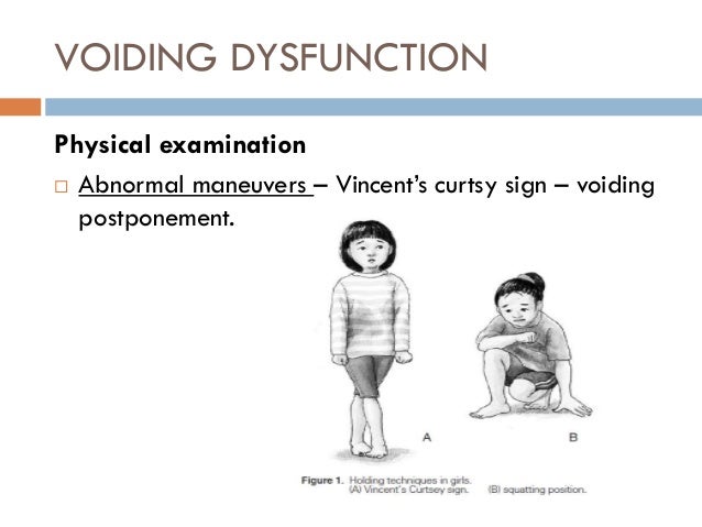 Bladder innervation, physiology of micturition