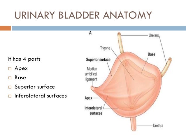 Bladder innervation, physiology of micturition