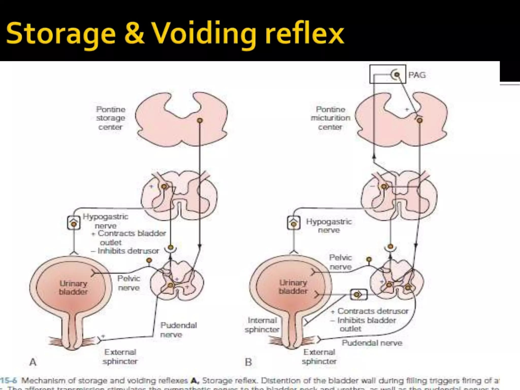 bladder physiology.pptx