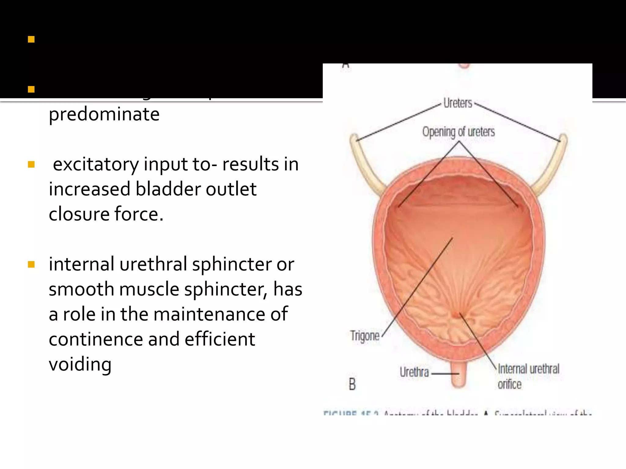 bladder physiology.pptx