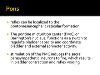 bladder physiology.pptx | Brain and Nervous System Disorders | Diseases ...
