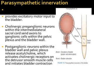 bladder physiology.pptx