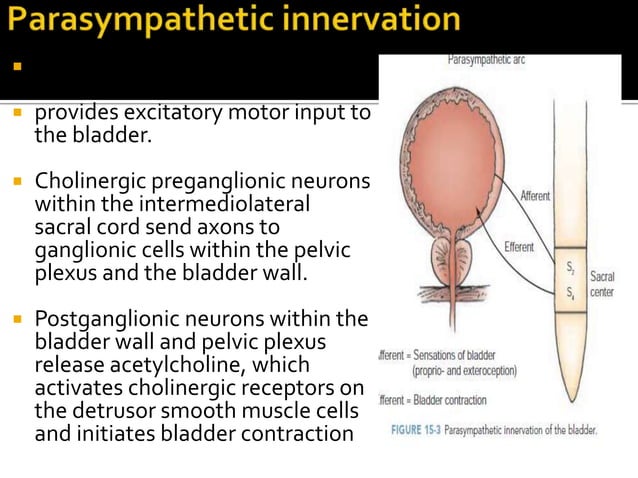 bladder physiology.pptx | Brain and Nervous System Disorders | Diseases ...