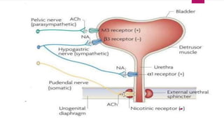 BLADDER PHYSIOLOGY AND DISORDERS-1.pptx