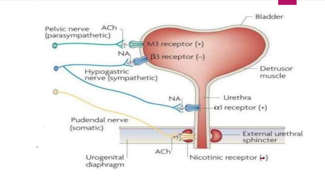 BLADDER PHYSIOLOGY AND DISORDERS-1.pptx | Physical Therapy | Wellness