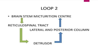 BLADDER PHYSIOLOGY AND DISORDERS-1.pptx