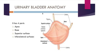 BLADDER PHYSIOLOGY AND DISORDERS-1.pptx