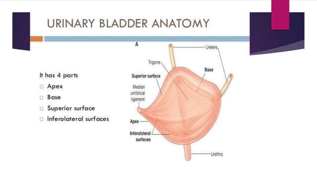 BLADDER PHYSIOLOGY AND DISORDERS-1.pptx | Physical Therapy | Wellness