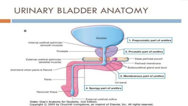 BLADDER PHYSIOLOGY AND DISORDERS-1.pptx | Physical Therapy | Wellness