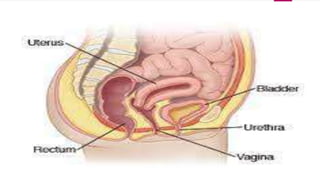 BLADDER PHYSIOLOGY AND DISORDERS-1.pptx