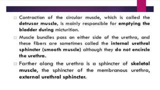 BLADDER PHYSIOLOGY AND DISORDERS-1.pptx