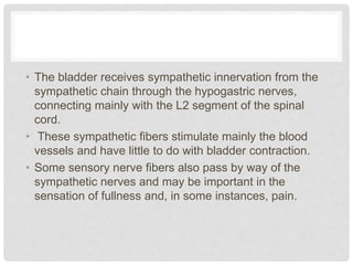 Bladder ppt | PPTX