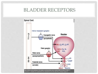 Bladder ppt | PPTX