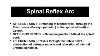 Urinary Bladder neurology presentation.pptx