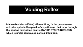 Urinary Bladder neurology presentation.pptx