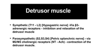 Urinary Bladder neurology presentation.pptx