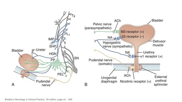 Urinary Bladder neurology presentation.pptx