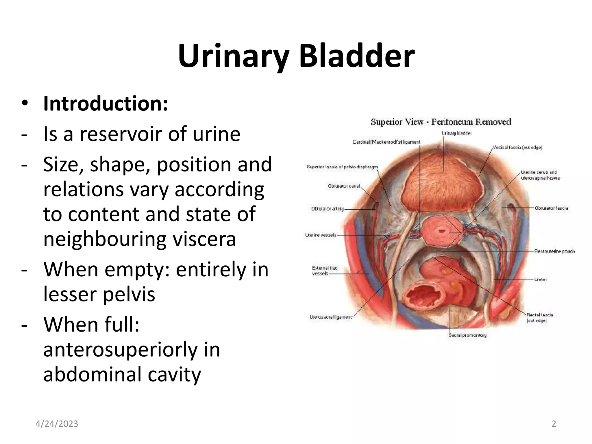 bladder, Prostate, Urethra.pptx