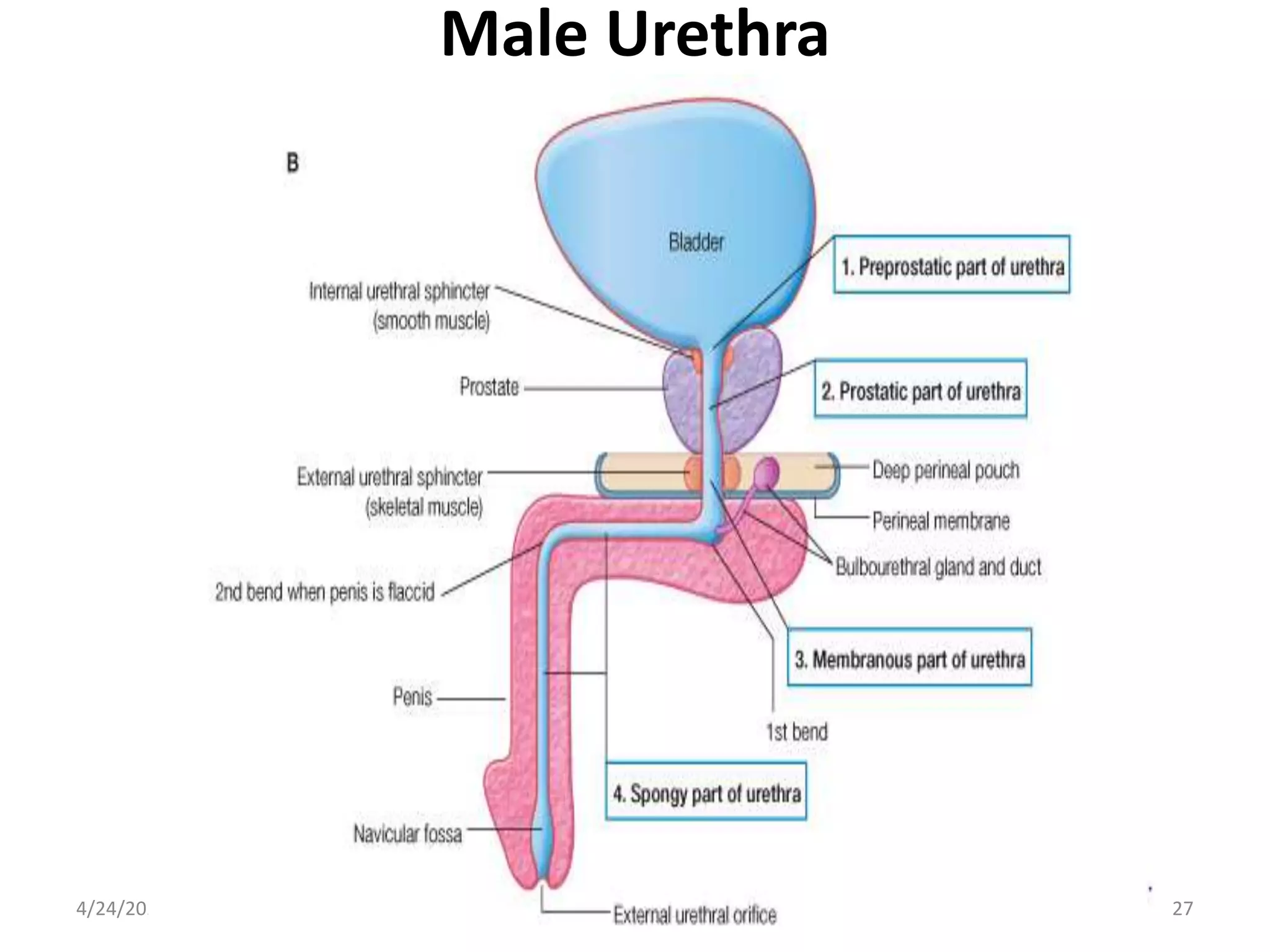 bladder, Prostate, Urethra.pptx | Pregnancy | Reproductive Health