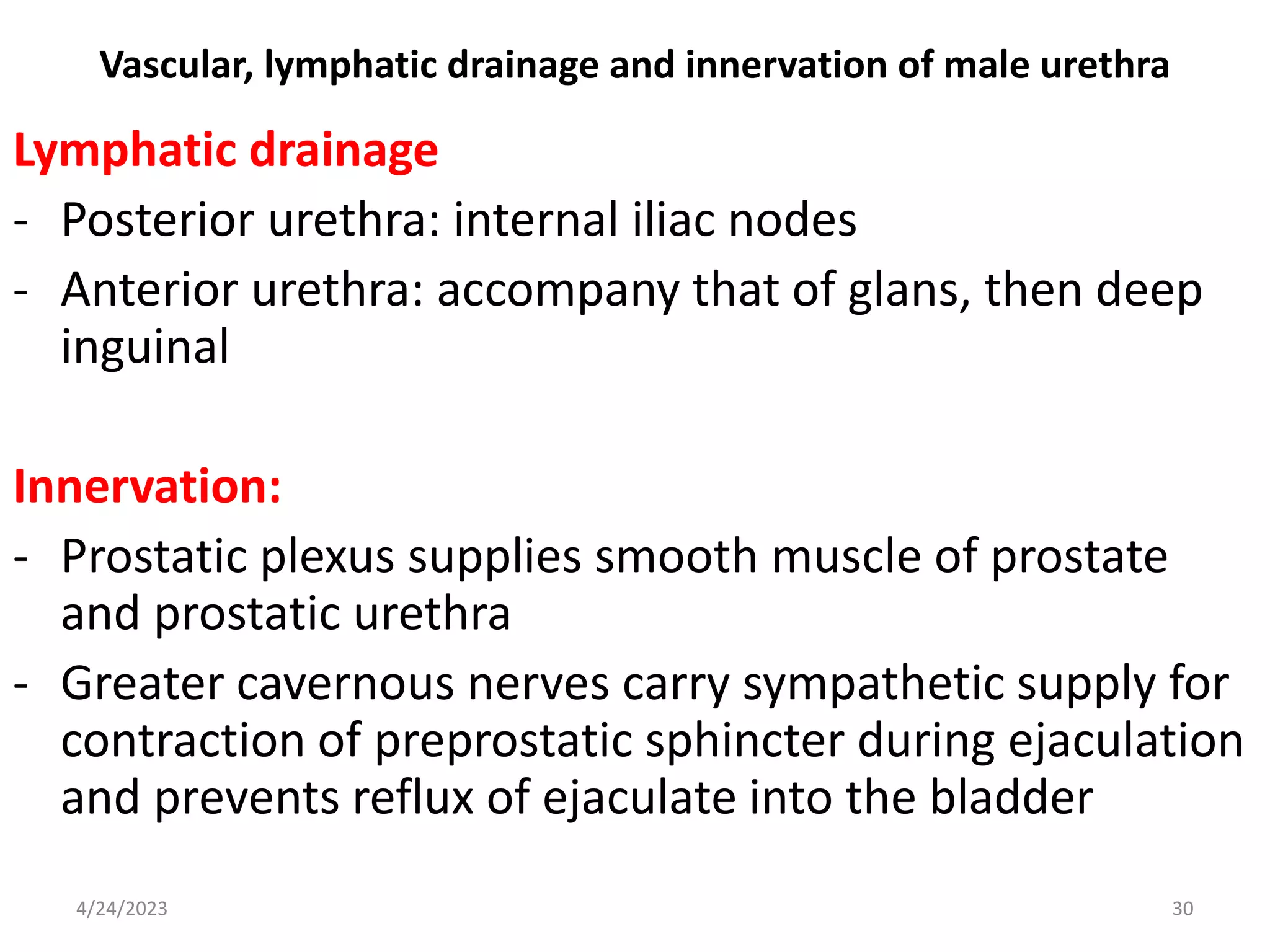 bladder, Prostate, Urethra.pptx