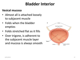 bladder, Prostate, Urethra.pptx