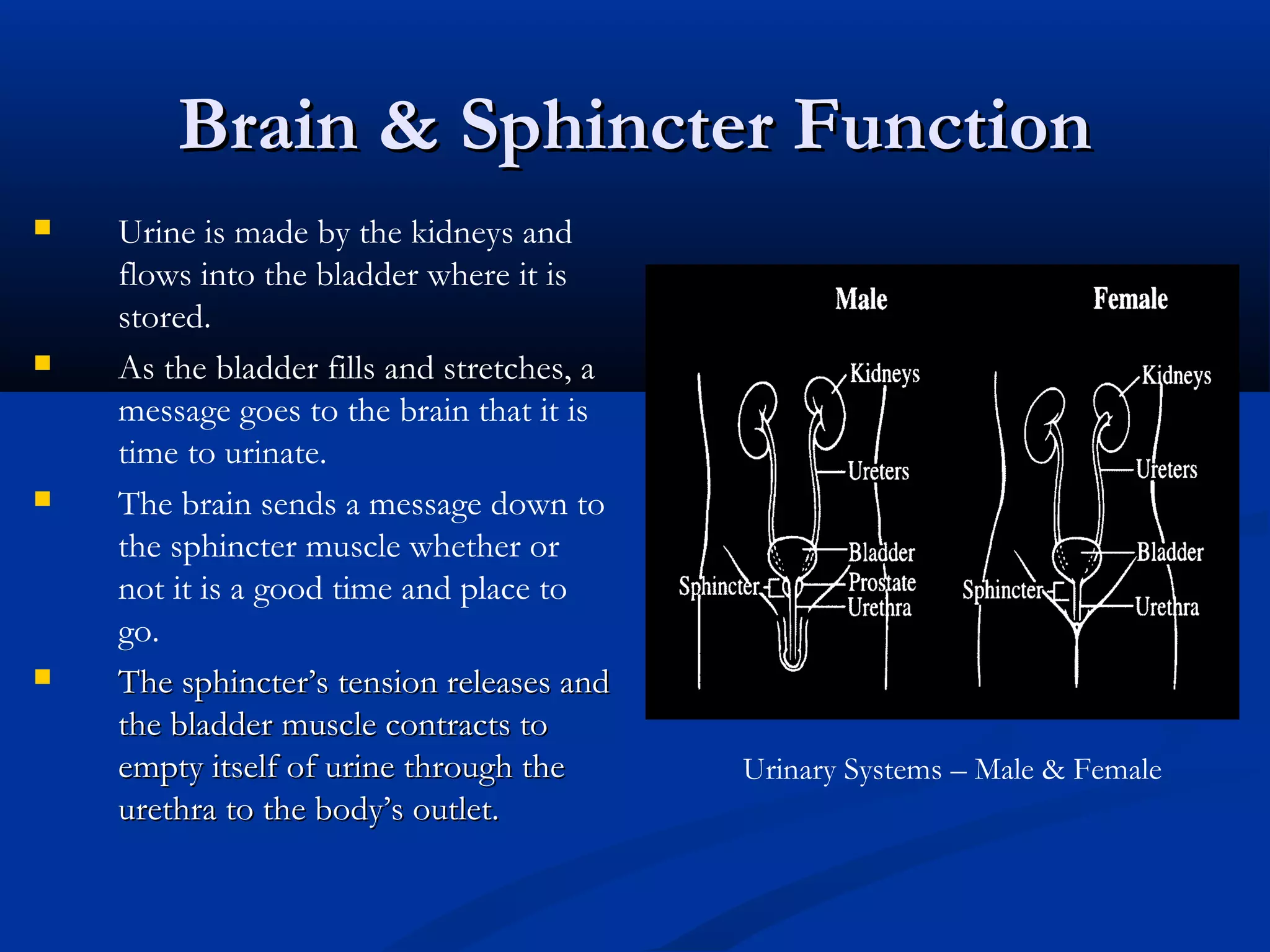 Bladder Retraining | PPT