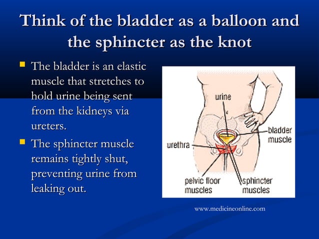 Bladder Retraining | PPT | Brain and Nervous System Disorders | Diseases and Conditions